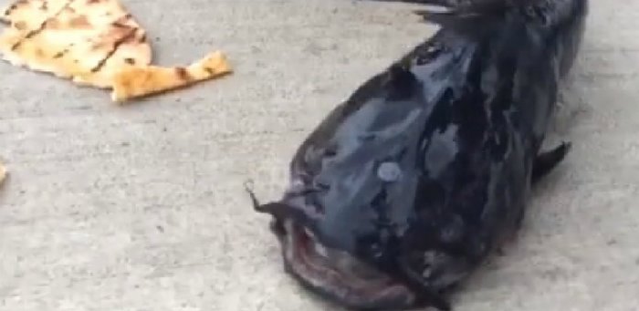 Brooklyn Blinky? Supposedly, a Three-Eyed Fish Was Caught in the ...