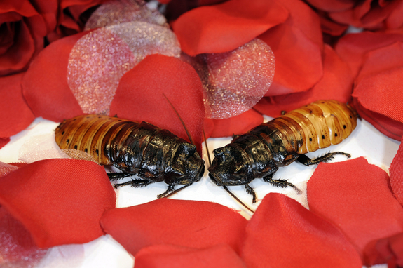 Did You Know You Can Name a Bronz Zoo Cockroach After Your Loved One ...