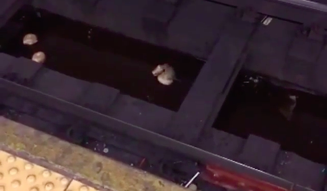 Have You Paid Your Respects to This Rat, the King of the NYC Subway ...