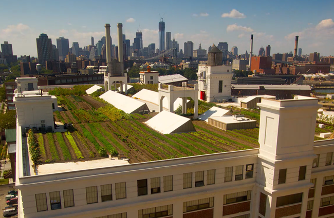 Check Out This Incredible Time Lapse Video of Brooklyn Grange's Rooftop ...