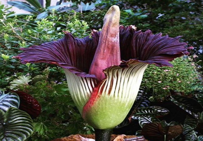 A Flower That Smells Like a Corpse Is Blooming at the NYBG | spoiled NYC
