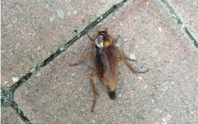 It's So F*cking Hot Outside Cockroaches Are Literally Flying | spoiled NYC