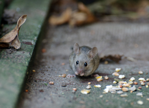 New York City's Rats Might Just Be Evolving to Eat Fast Food Like Pizza ...